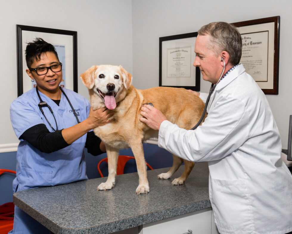 Best Veterinary Hospital In Washington, DC | CityPaws Animal